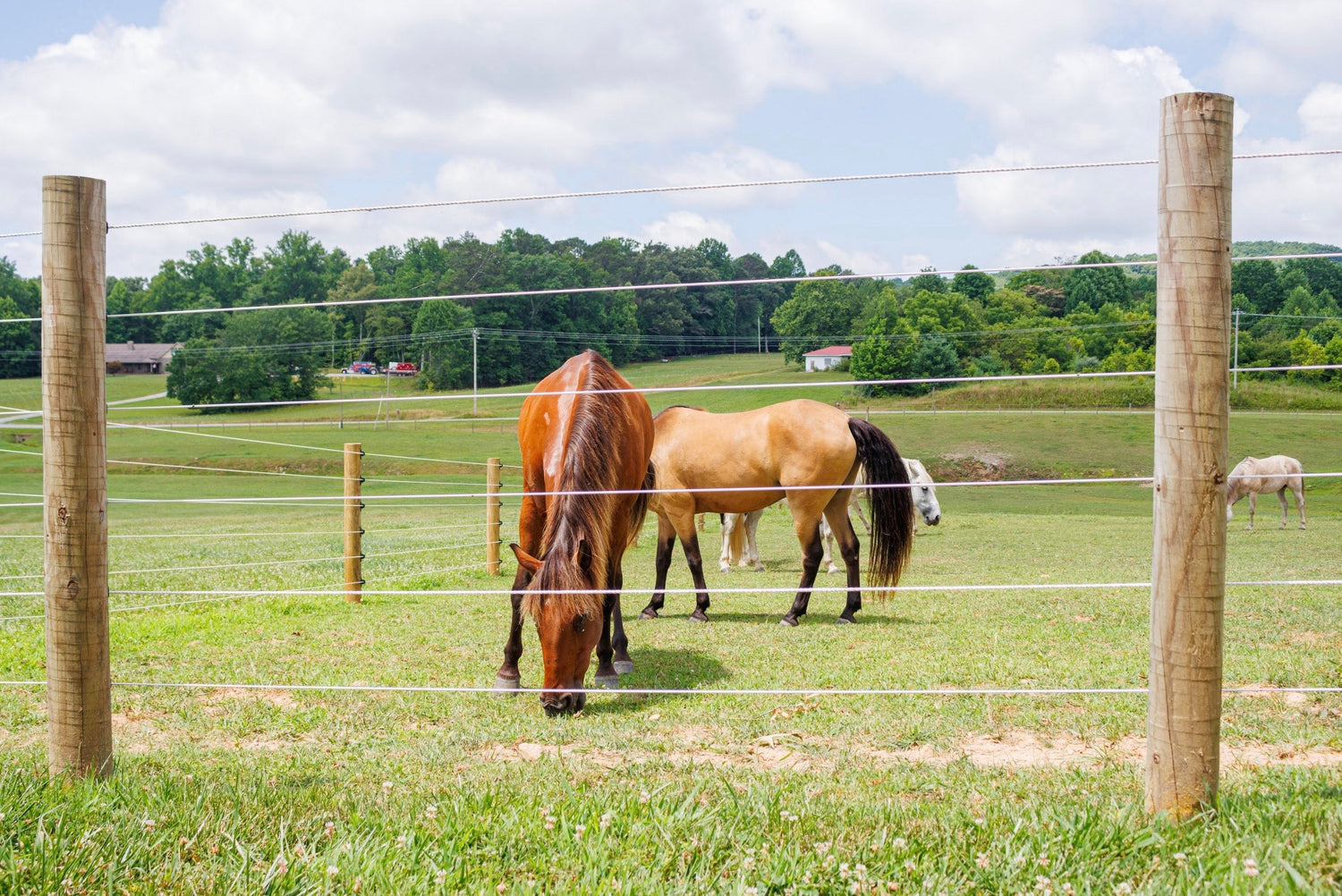 Buy Pasture Fence Online with Cameo™ Horse Fence System – Cameo™ Fence LLC