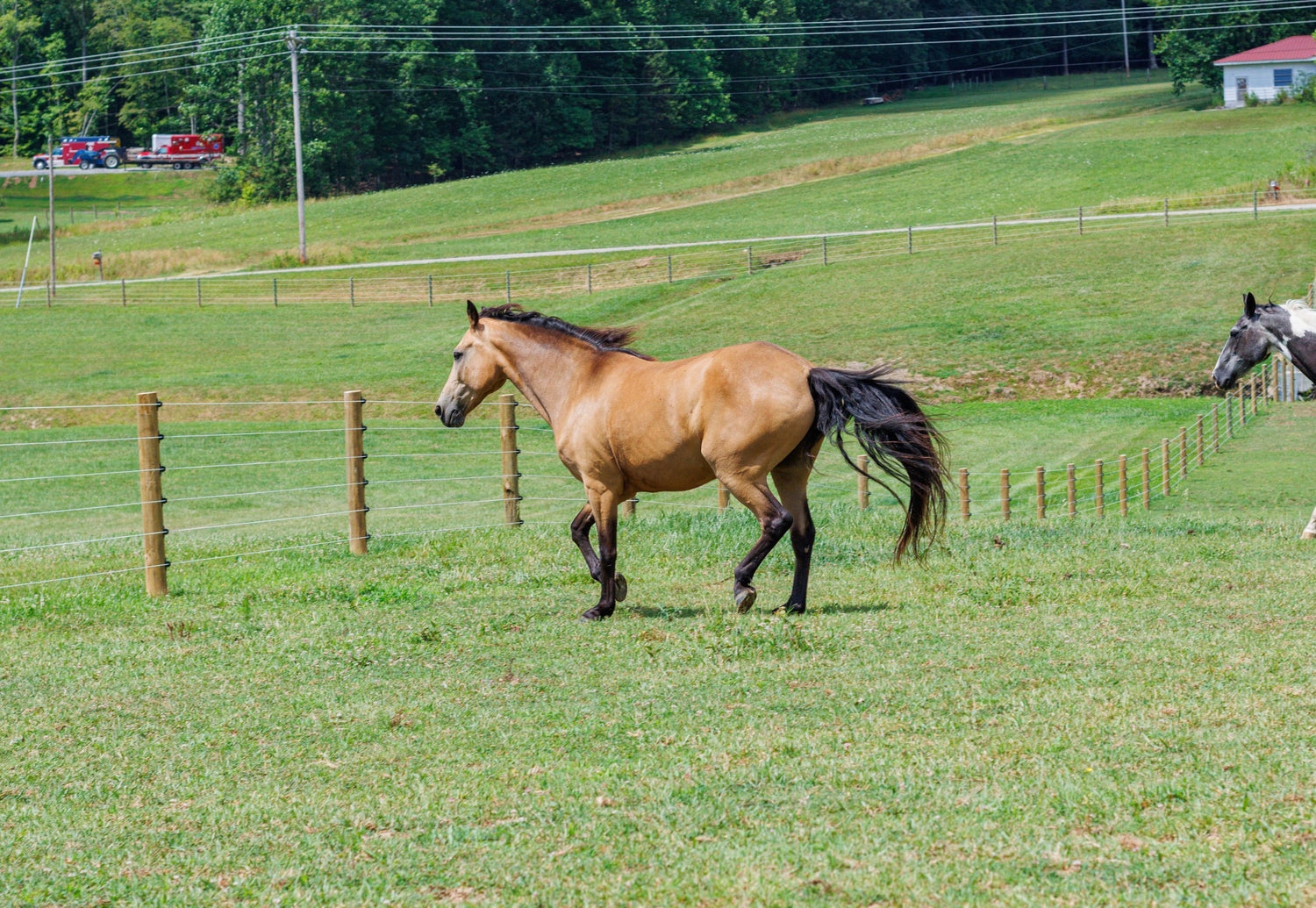 Choosing the Safest Farm Fence for Horses – Cameo™ Fence LLC